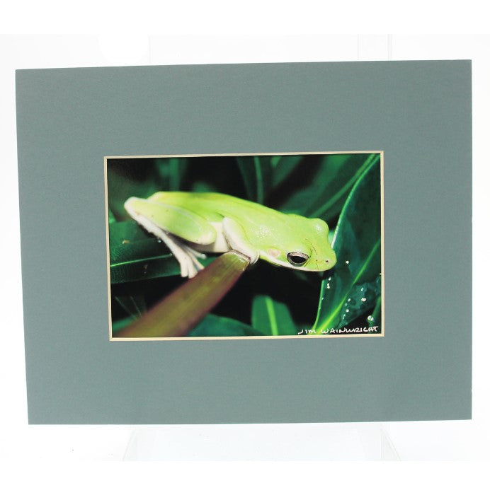 Jim Wainwright Frog Print | Jubilee Gift Shop